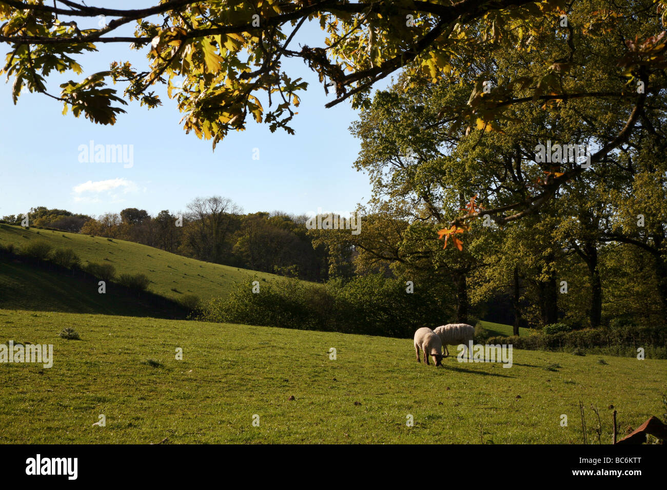 Beautiful Welsh country landscape viewed from the Pwllgwilym Holiday ...