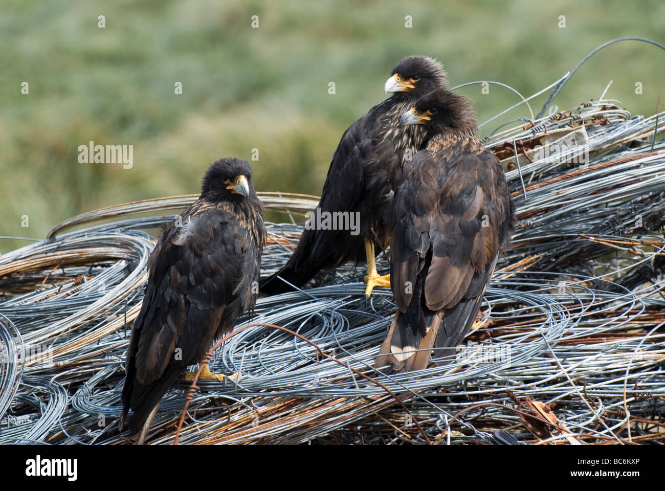Johnny rook birds falklands hi-res stock photography and images - Alamy