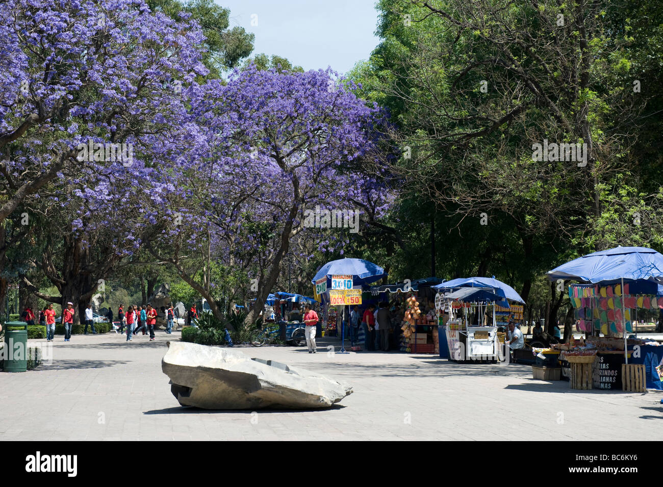 Jacaranda tree mexico city hi-res stock photography and images - Alamy