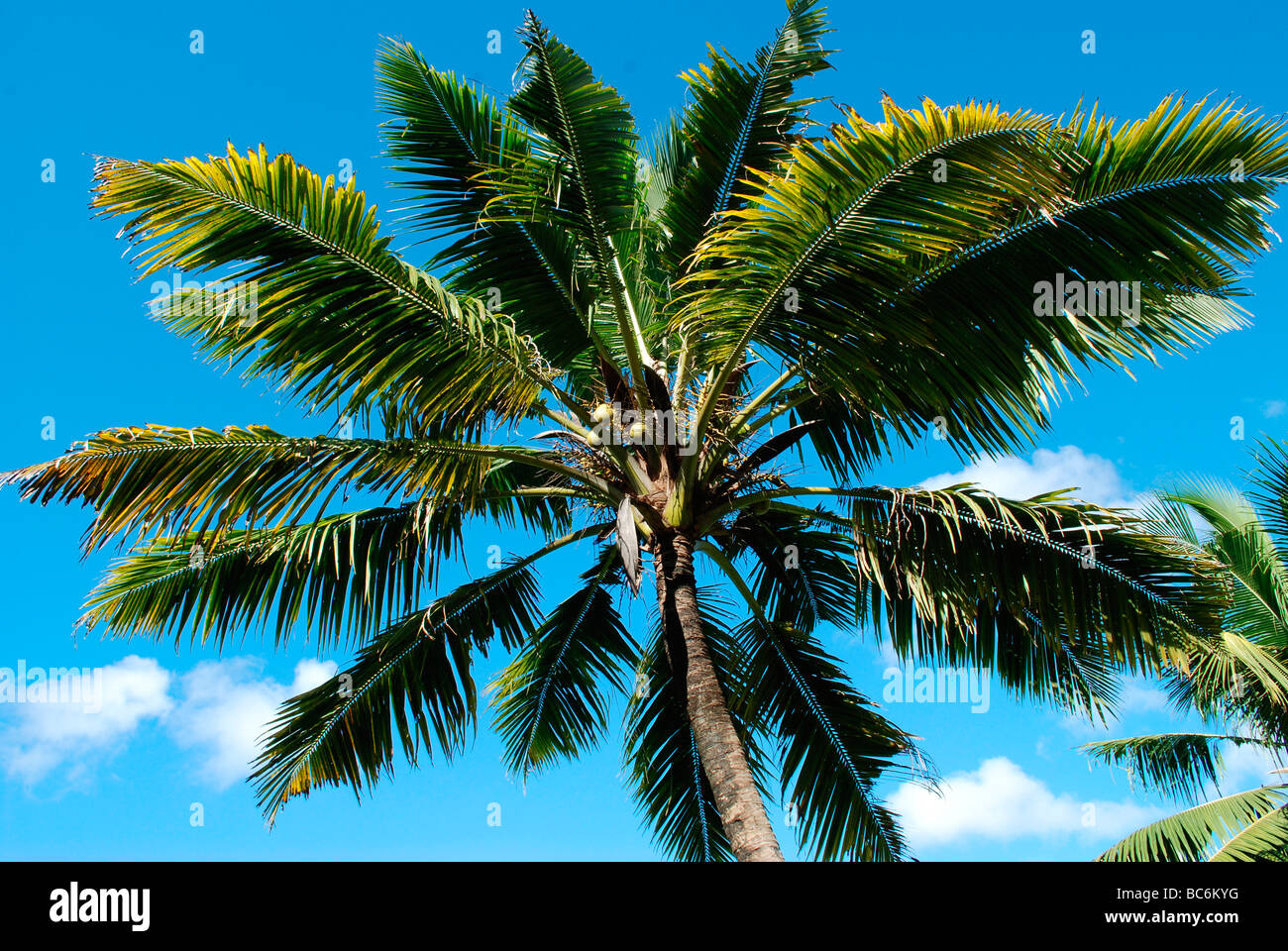 Top of coconut tree hi-res stock photography and images - Alamy