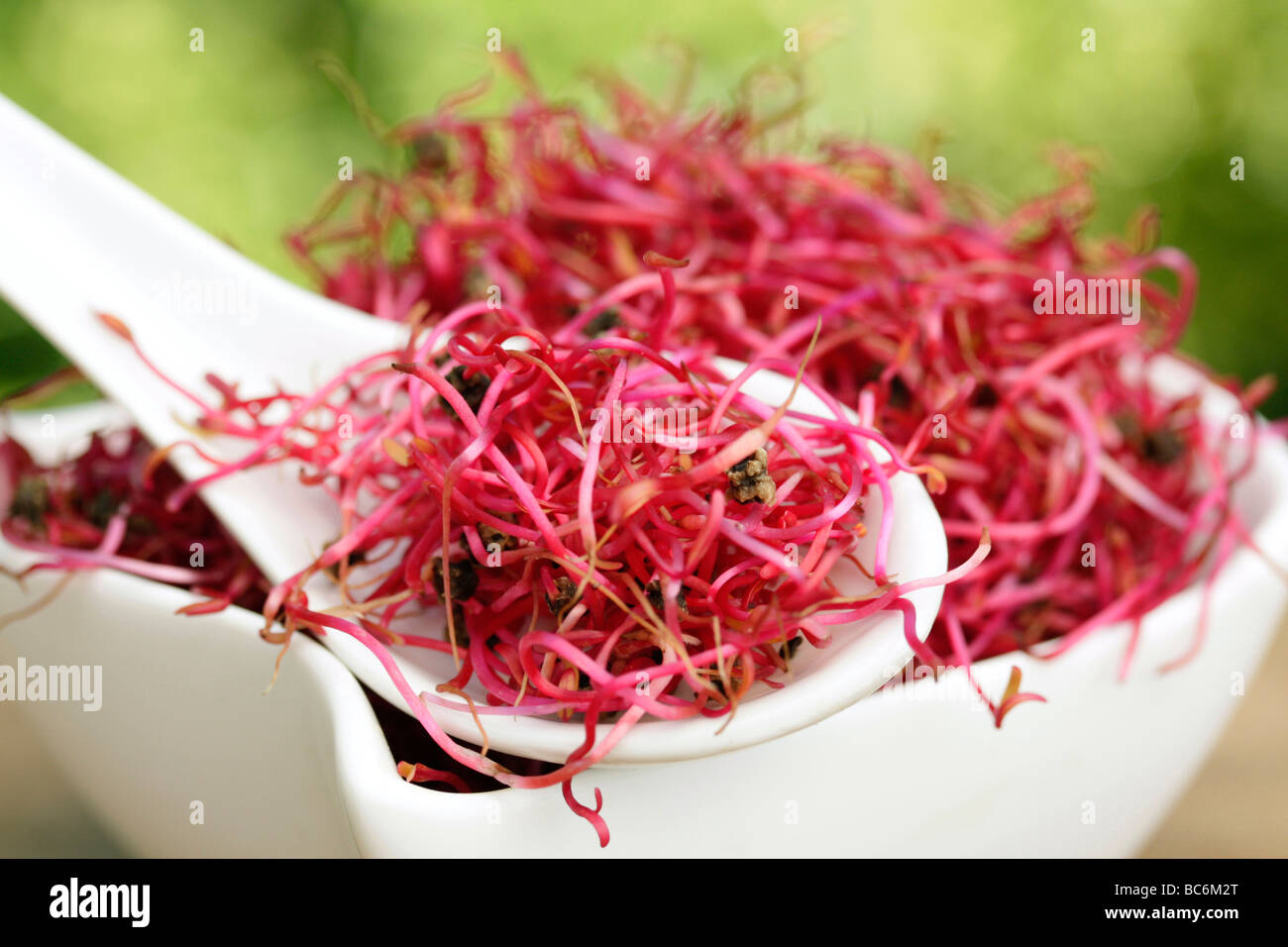 Beetroot sprouts hi-res stock photography and images - Alamy