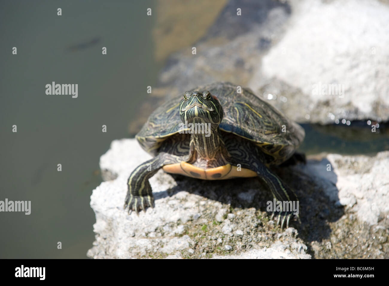 Slider turtle hi-res stock photography and images - Alamy