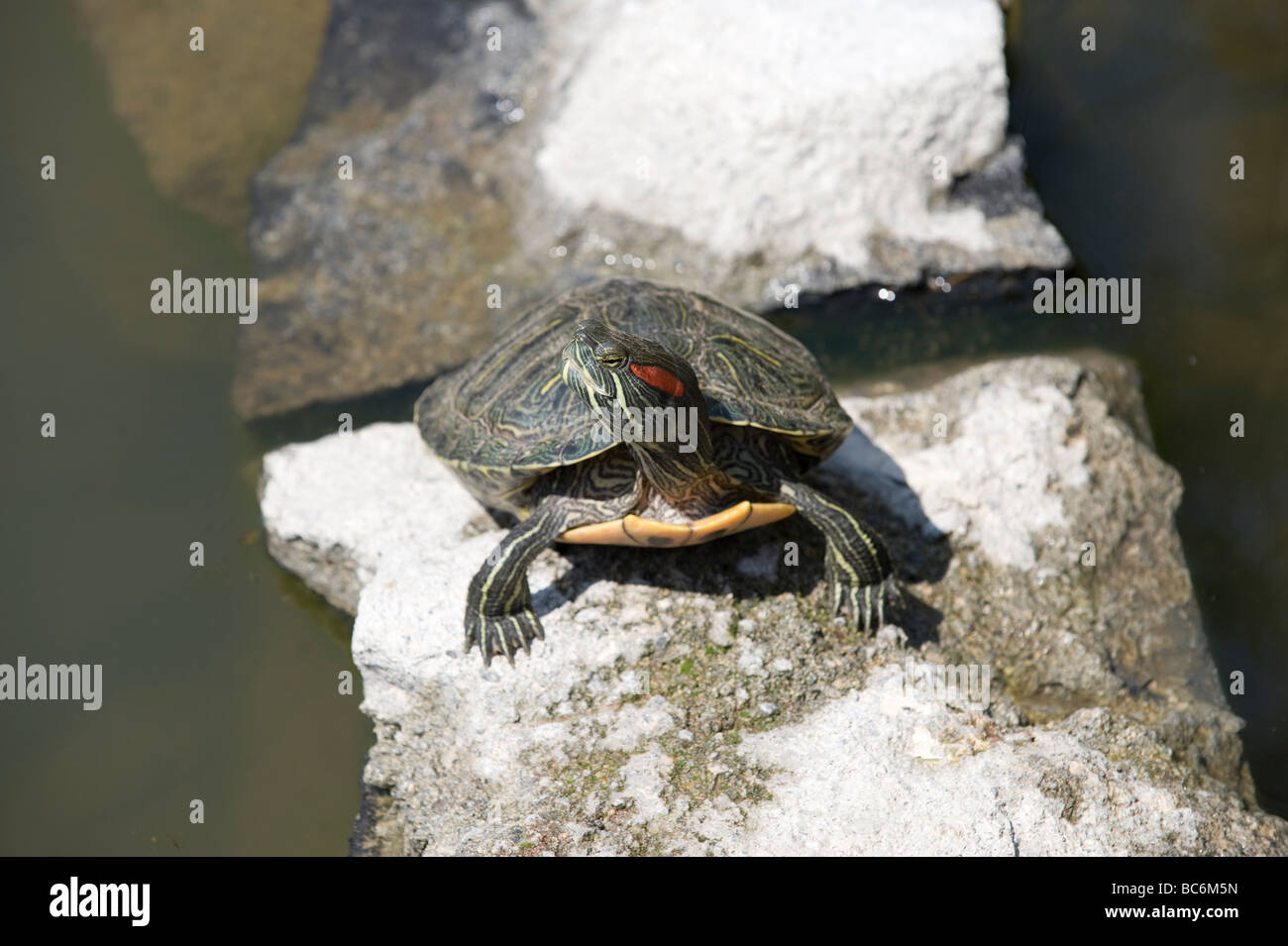 Slider turtle hi-res stock photography and images - Alamy