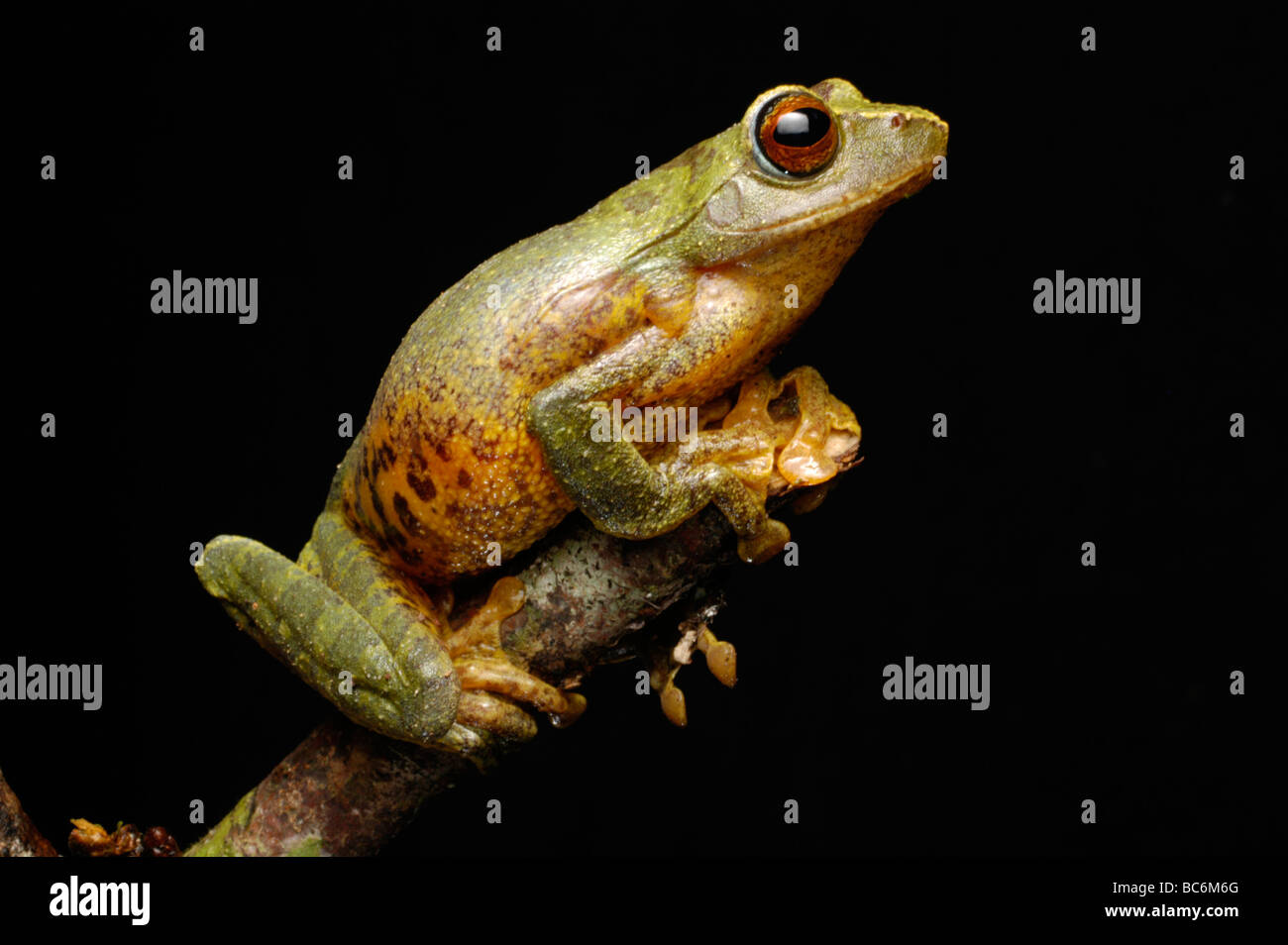 Frilled treefrog hi-res stock photography and images - Alamy