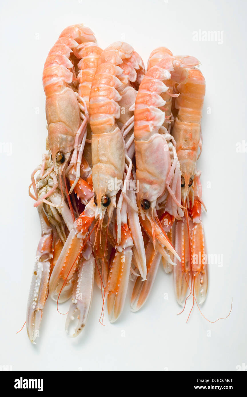 Scampi on white background Stock Photo - Alamy