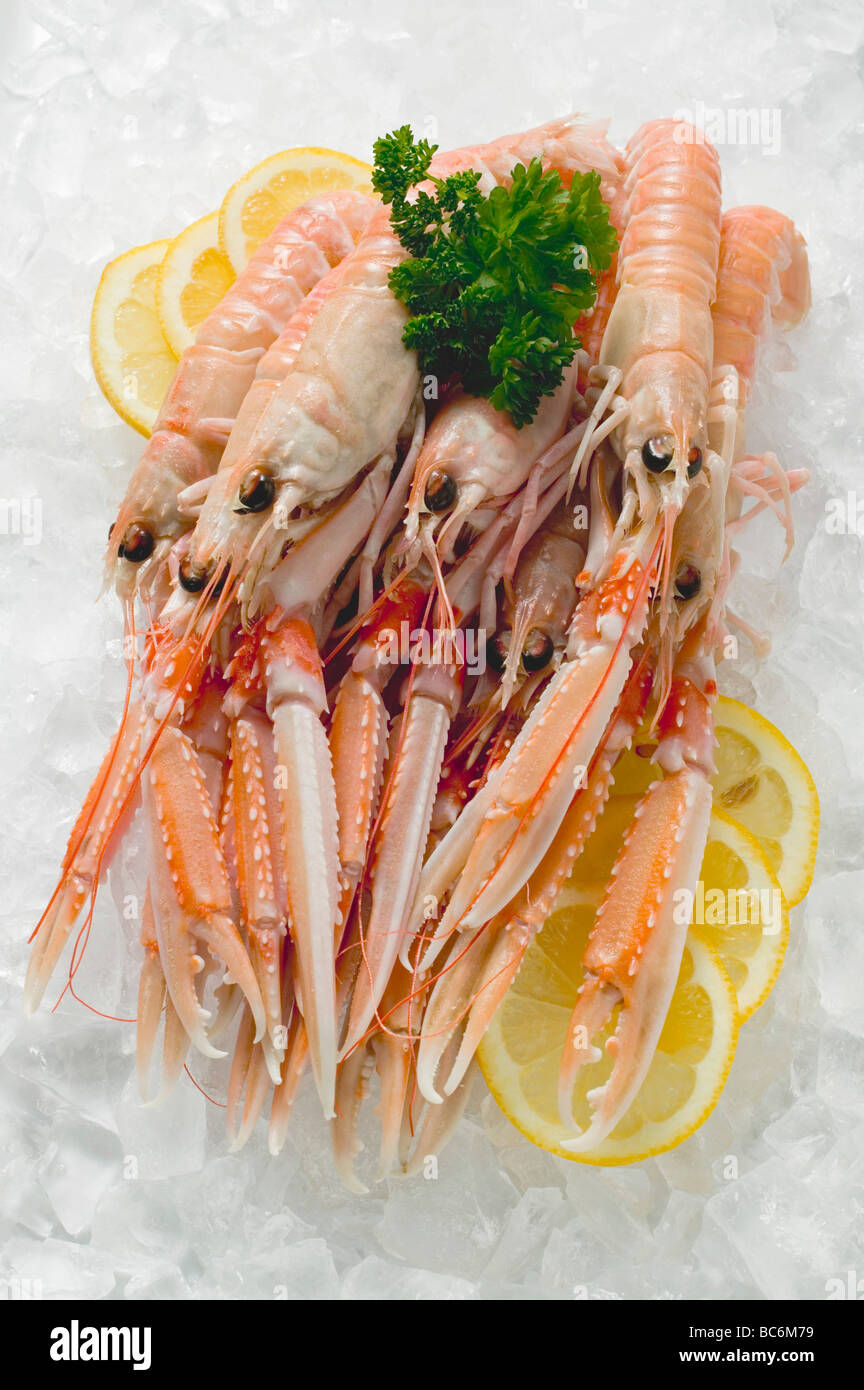 Prawn shrimp langoustine norway lobster scampi crustacean hi-res stock ...