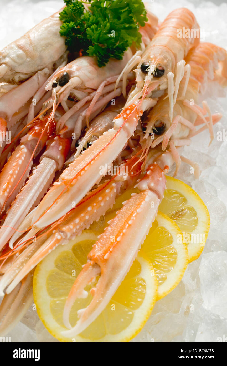 Scampi on crushed ice (detail Stock Photo - Alamy