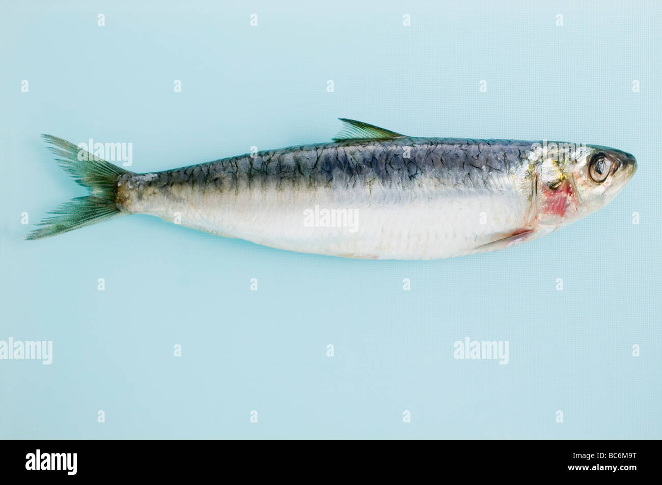 An anchovy Stock Photo - Alamy