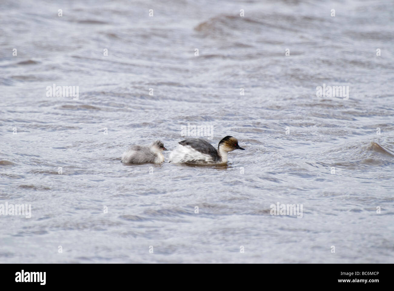 Adult and chick of Silvery Grebes, Podiceps occipitalis, also known as ...