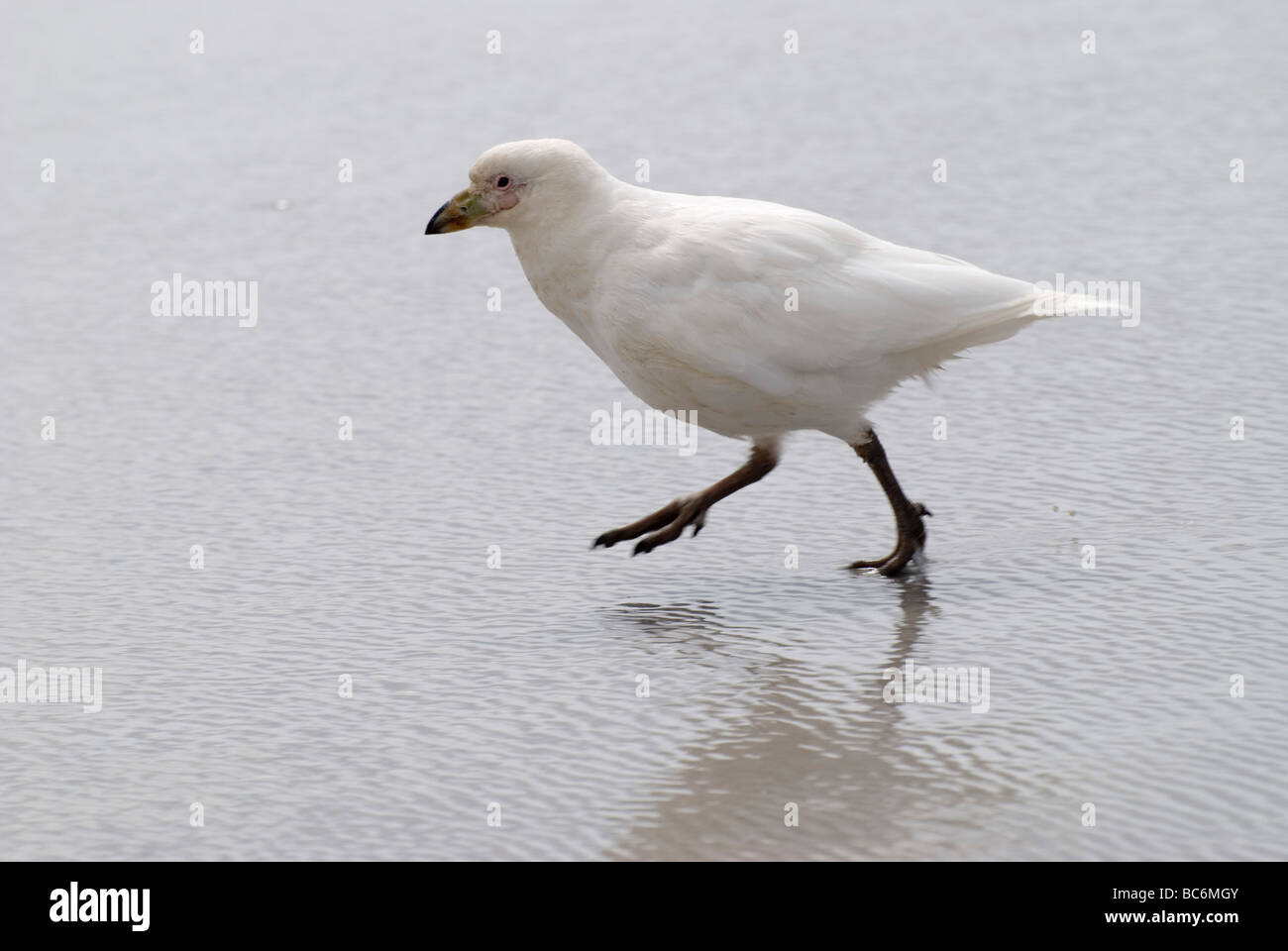 Pale-faced Sheathbill, Chionis albus, which is also known as Paddy or ...