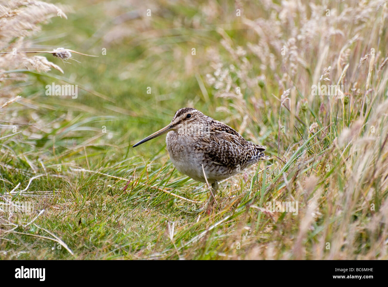 Magellanic Snipe, Gallinago paraguaiae magellanica, in a grassland ...