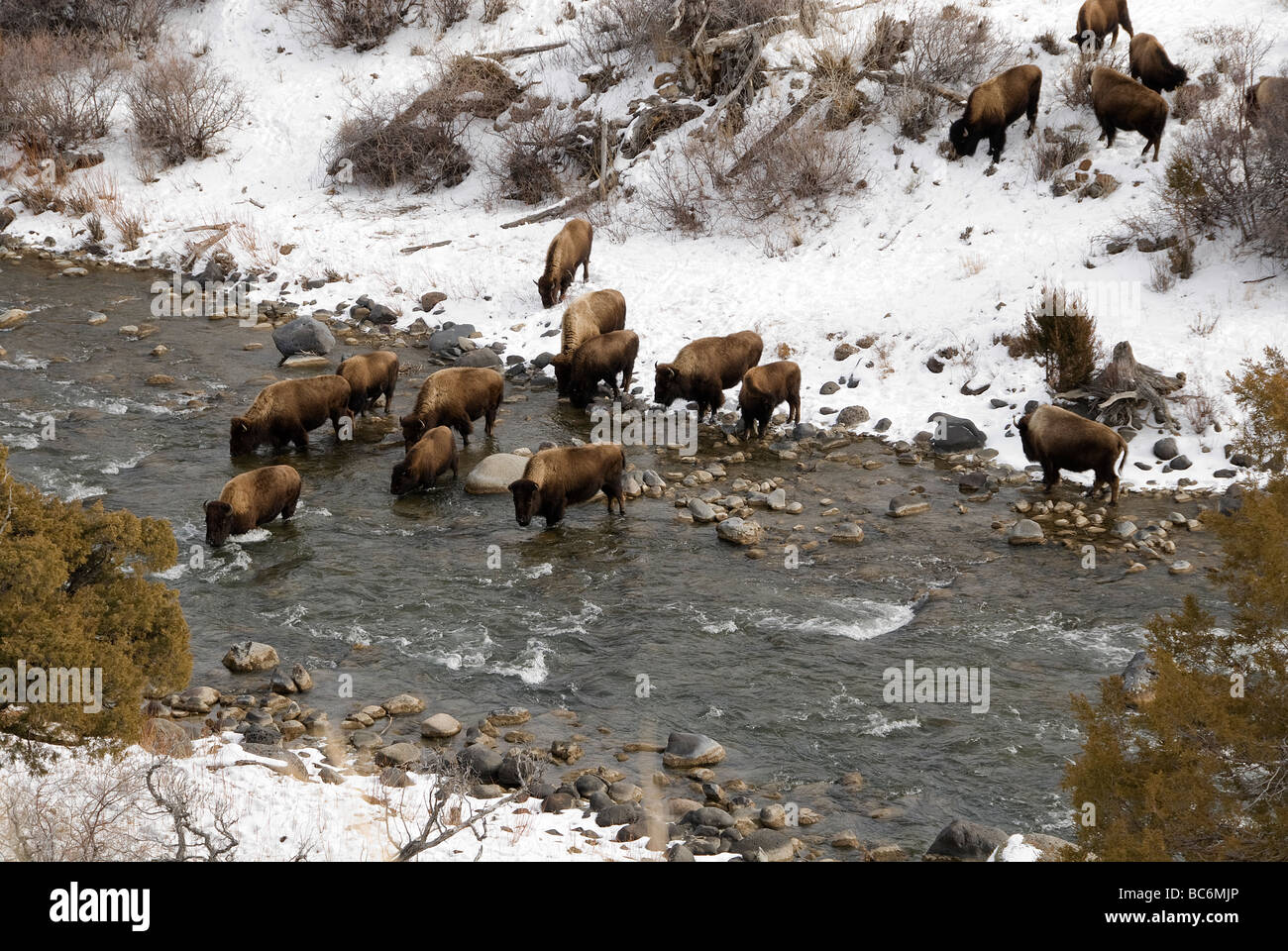 American Bison crossing Yellowstone River Bison bison Yellowstone N P ...