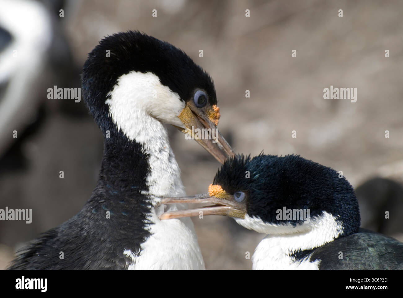 A pair of Imperial Cormorants, Phalacrocorax atriceps albiventer ...