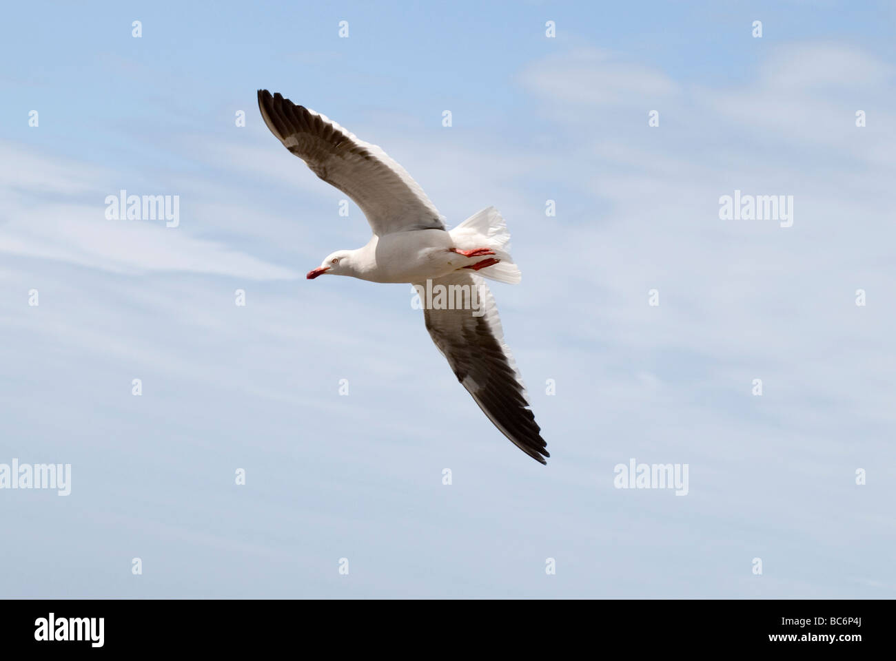 Dolphin Gull, Leucophaeus scoresbii flying Stock Photo - Alamy