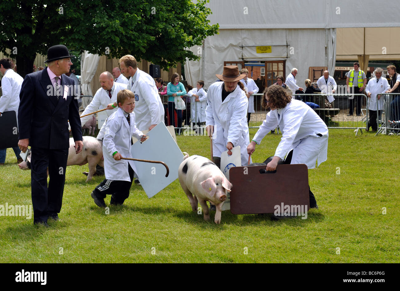 Pig board handling hi-res stock photography and images - Alamy