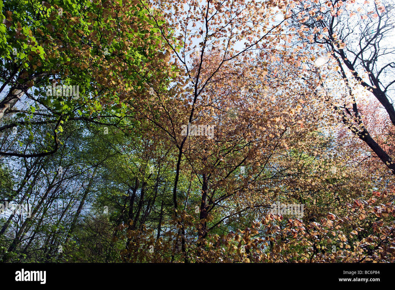 Different colours and textures of English forest during spring at Rocks ...