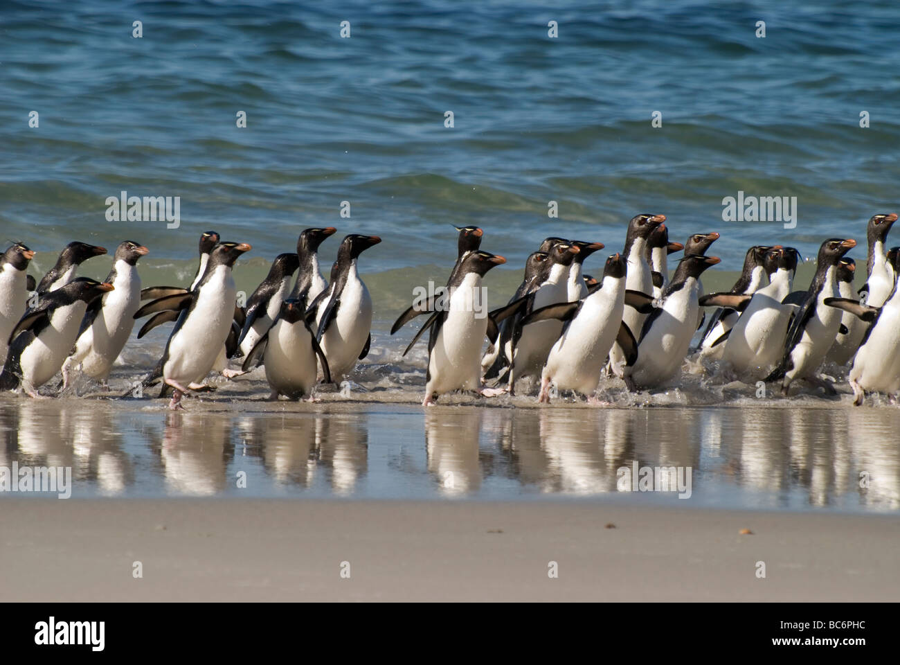 Southern rockhopper penguin swim hi-res stock photography and images ...