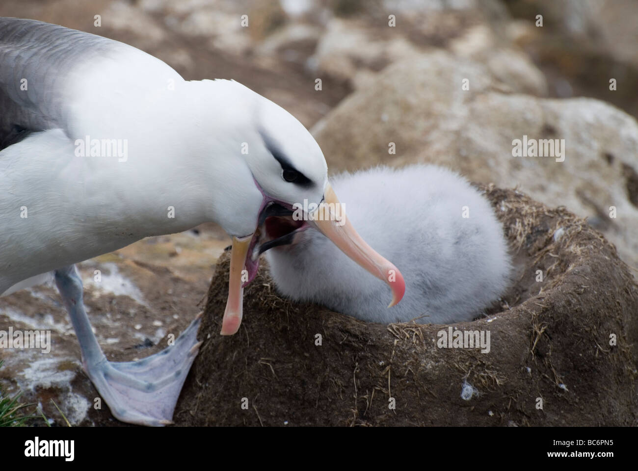 Black-browed Albatrosses, Thalassarche melanophrys - The adult is ...