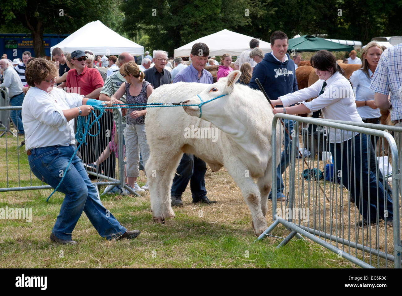 Prize winning cow hi-res stock photography and images - Alamy