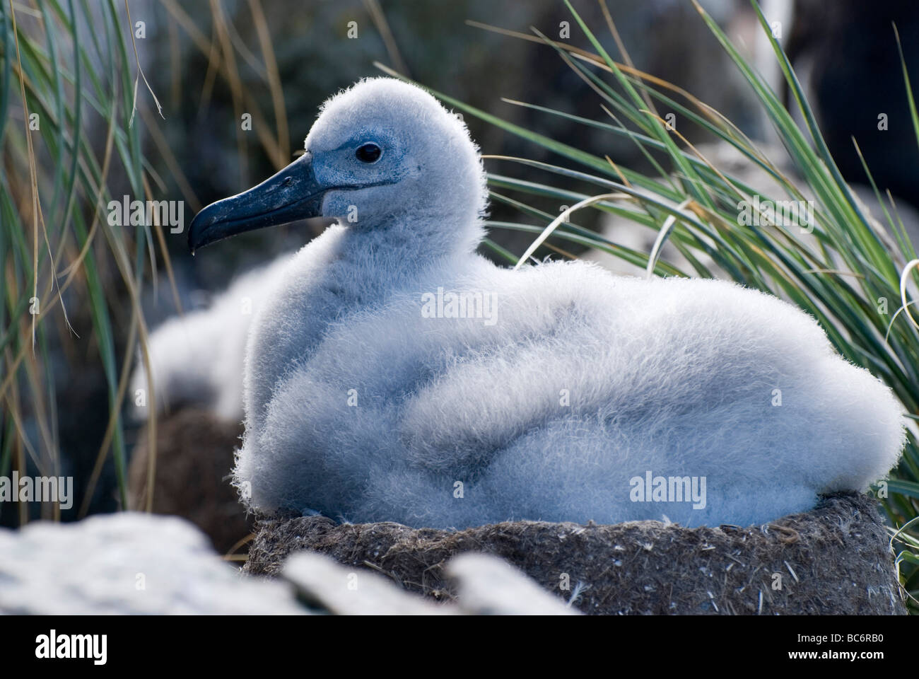 Black-browed Albatross, Thalassarche melanophrys - fluffy grey chick ...