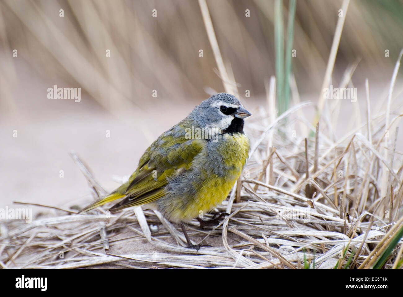 Black-throated Finch. Melanodera melanodera in a field. Also known as a ...