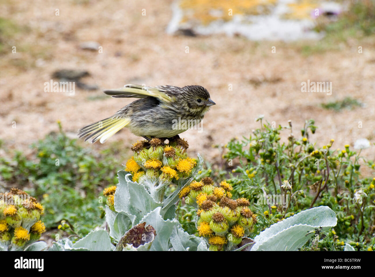 Black-throated Finch, Melanodera melanodera - also known as Canary ...