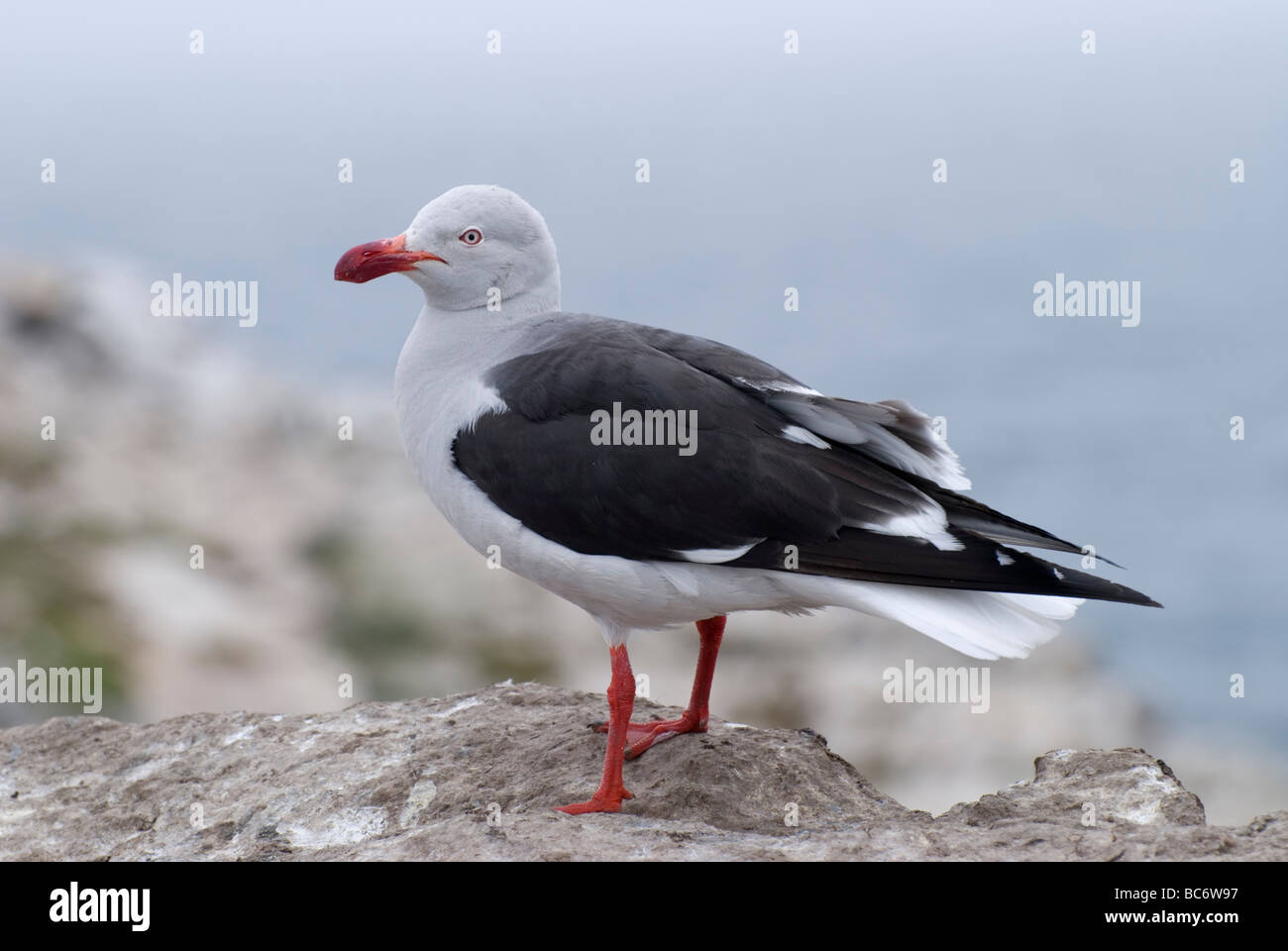 Dolphin gull leucophaeus scoresbii hi-res stock photography and images ...