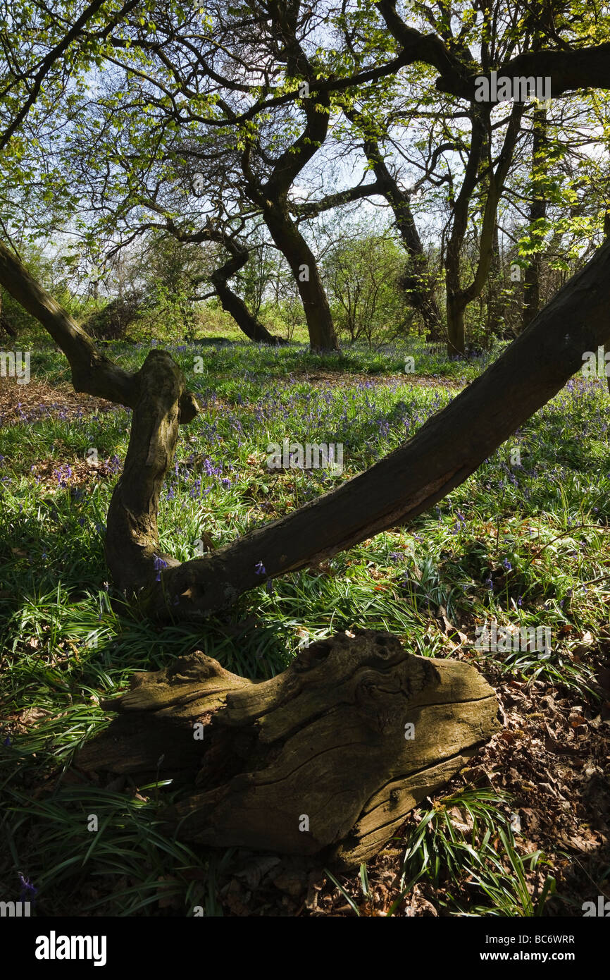 Woodland and bluebells at Calke Park near Ticknall, Derbyshire Stock ...
