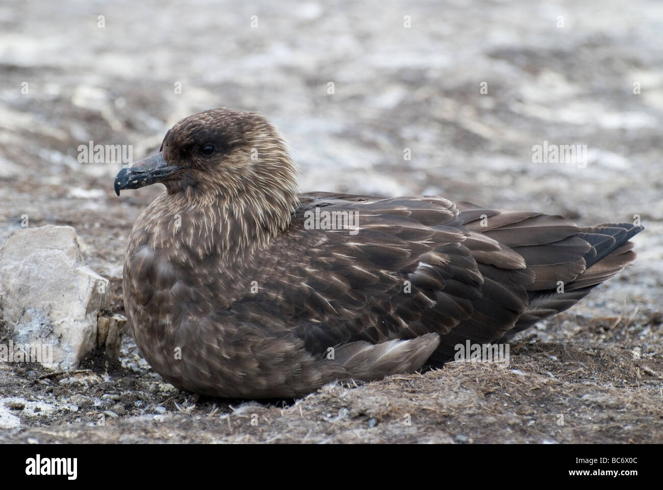Falkland Skua, Catharacta antarctica, which is also known as Brown Skua, Antarctic Skua Stock ...