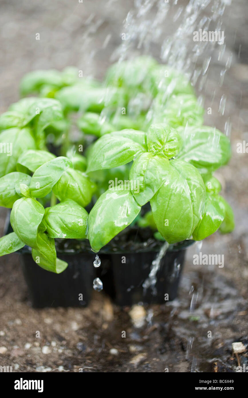 Watering basil Stock Photo - Alamy