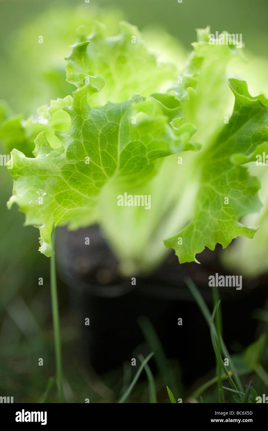 Lettuce plant (close-up Stock Photo - Alamy