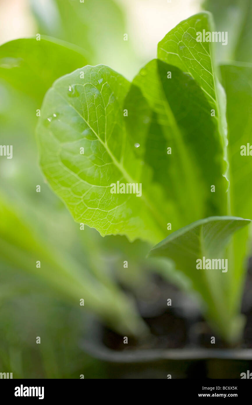 Lettuce plant (close-up Stock Photo - Alamy
