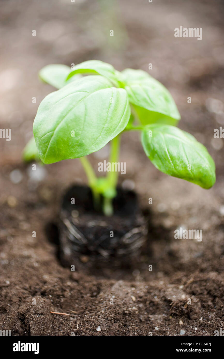 Basil plant in soil Stock Photo - Alamy