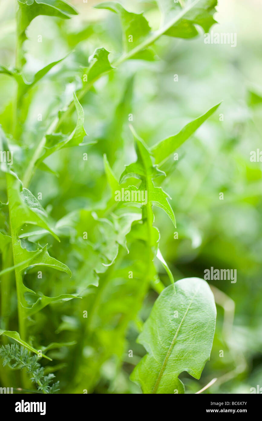 Fresh dandelion leaves (detail Stock Photo - Alamy