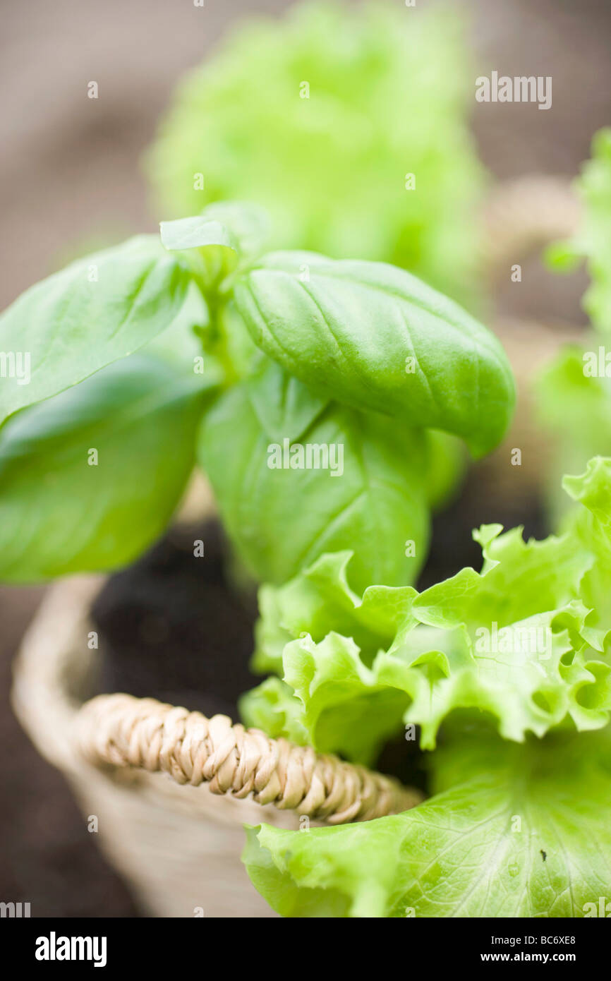 Ocimum basilicum lettuce leaf hi-res stock photography and images - Alamy