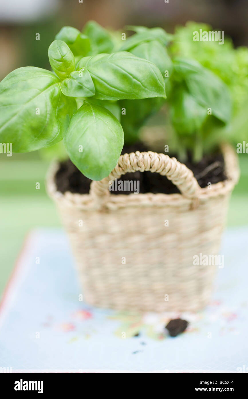 Basil plants in basket Stock Photo - Alamy