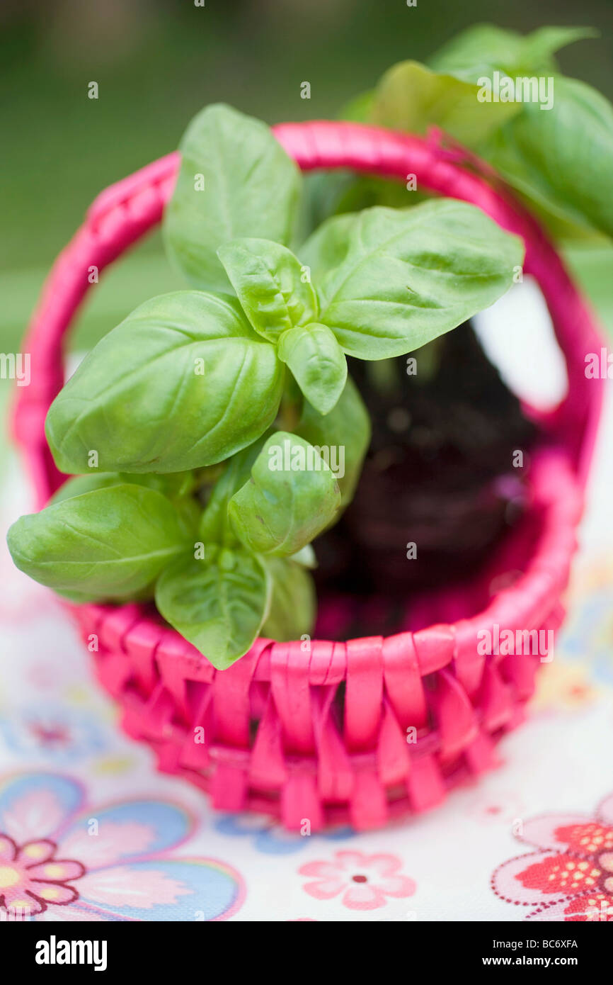 Basil plants in pink basket Stock Photo - Alamy