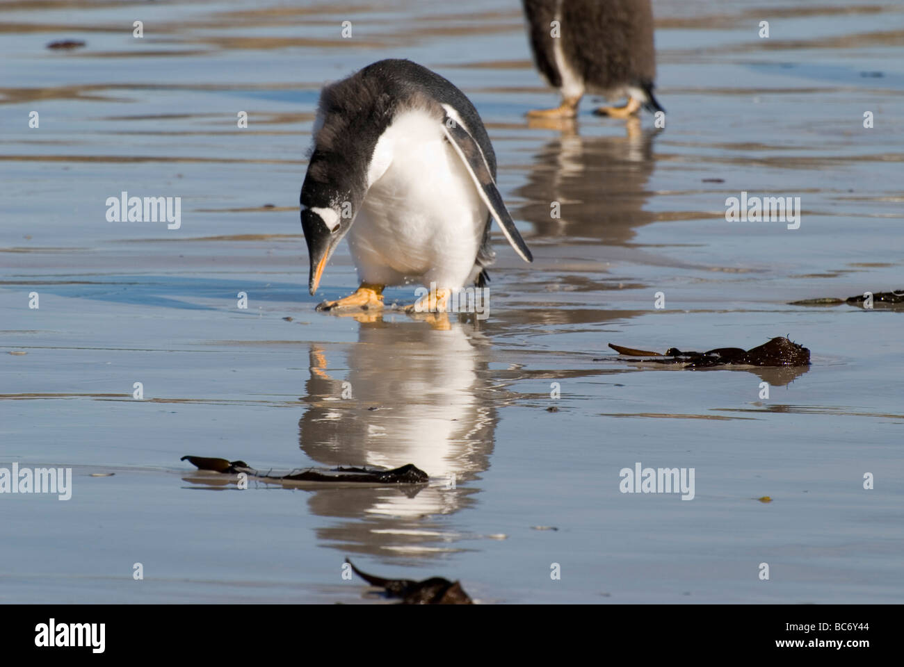 Pygoscelis papua hi-res stock photography and images - Alamy
