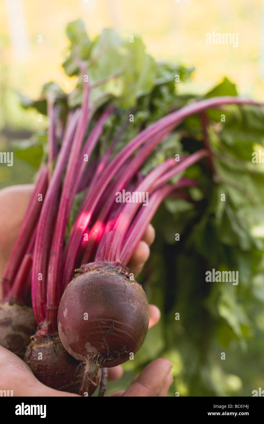 Hands holding fresh beetroot Stock Photo - Alamy
