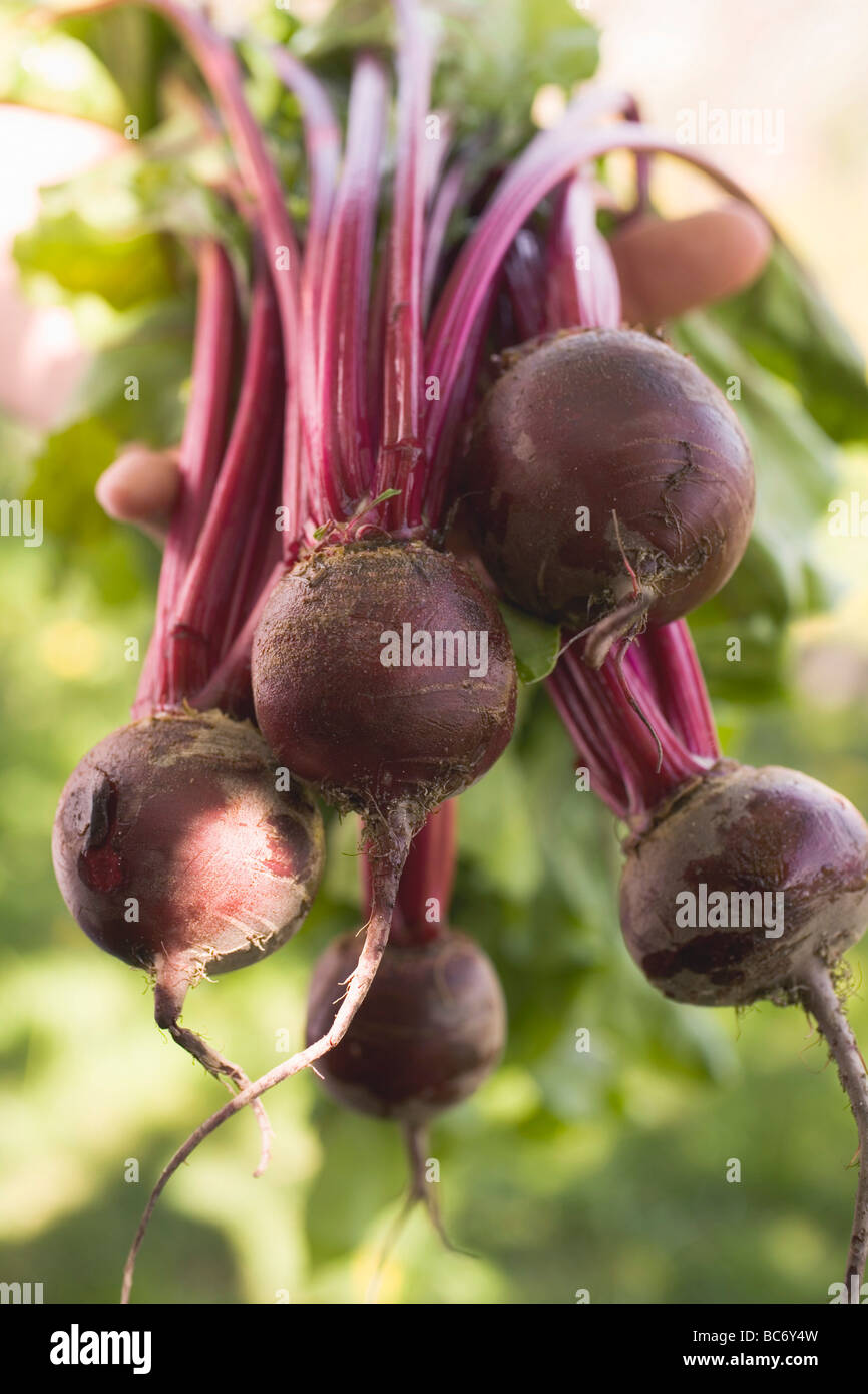 Hands holding fresh beetroot Stock Photo - Alamy