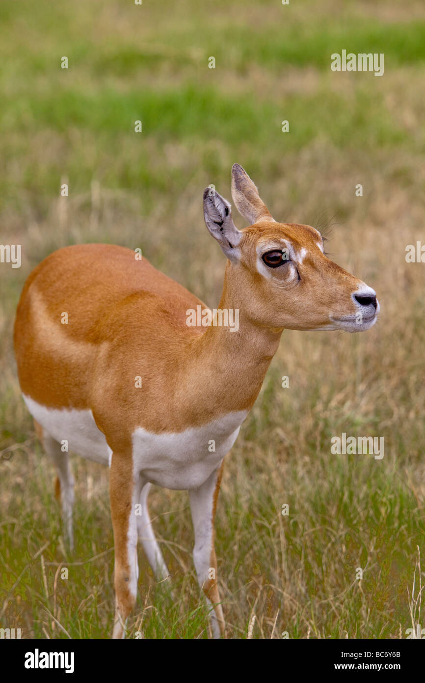 Female Blackbuck Antilope cervicapra a native of India is a captive ...