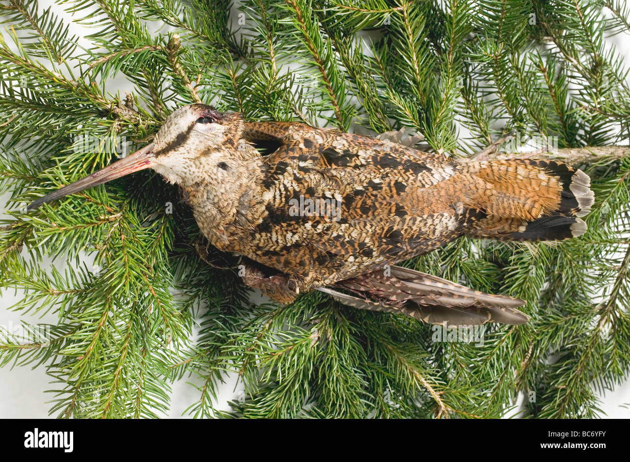 Feathered royalty hi-res stock photography and images - Alamy