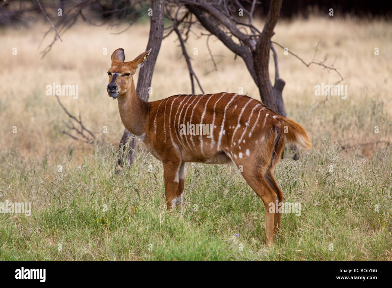 Nyala Tragelaptius angasii native to Africa is a captive game animal at ...