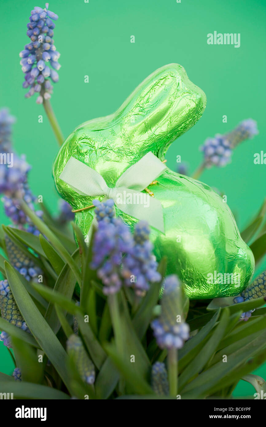Free flowering spring bulb hi-res stock photography and images - Alamy
