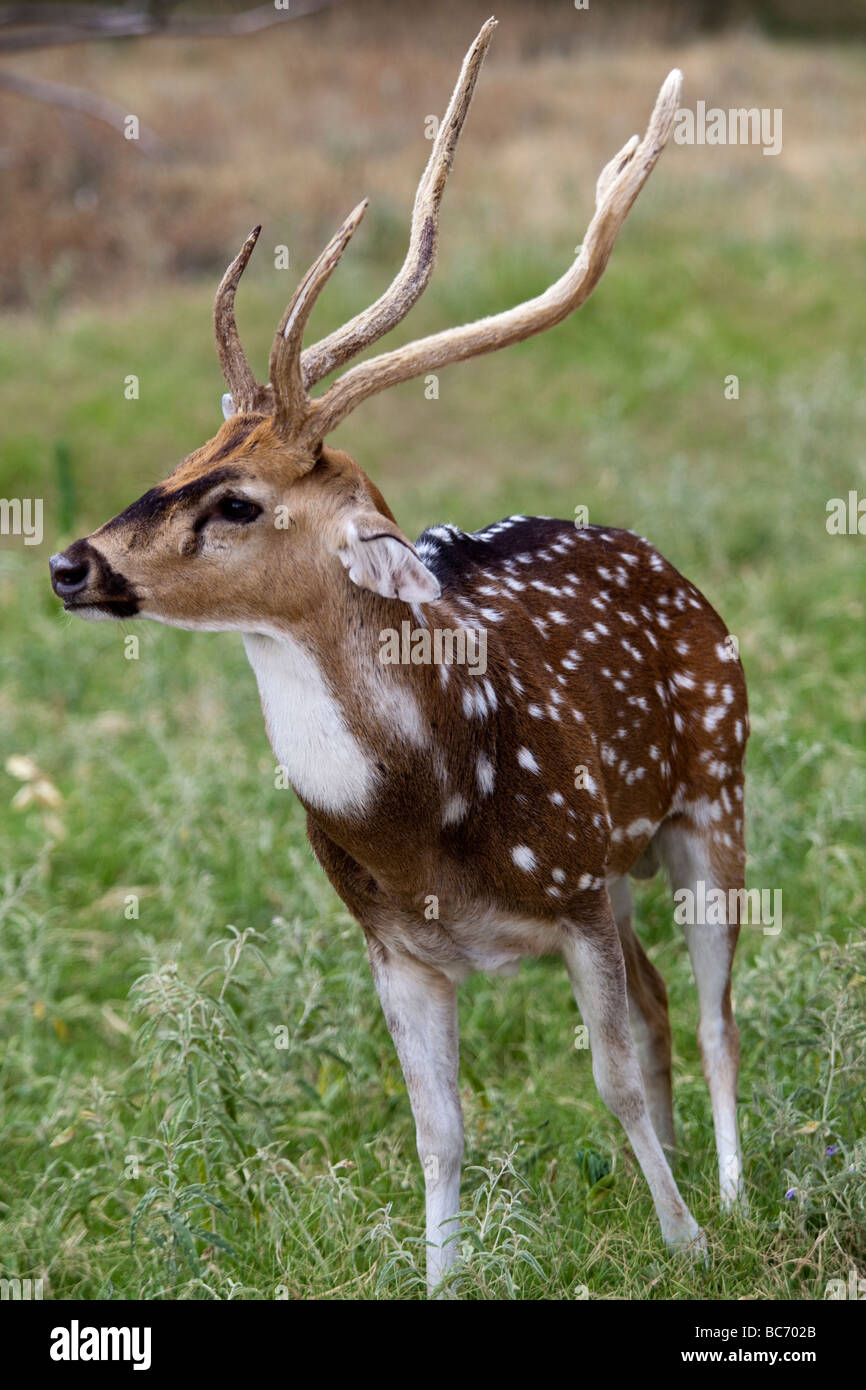 Texas native deer hi-res stock photography and images - Alamy