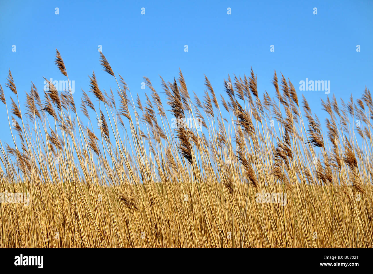 River rushes blowing in the wind Stock Photo - Alamy