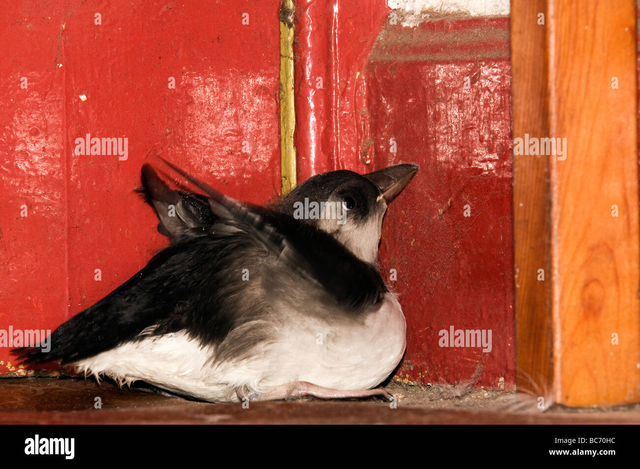 Young puffin chick hi-res stock photography and images - Alamy