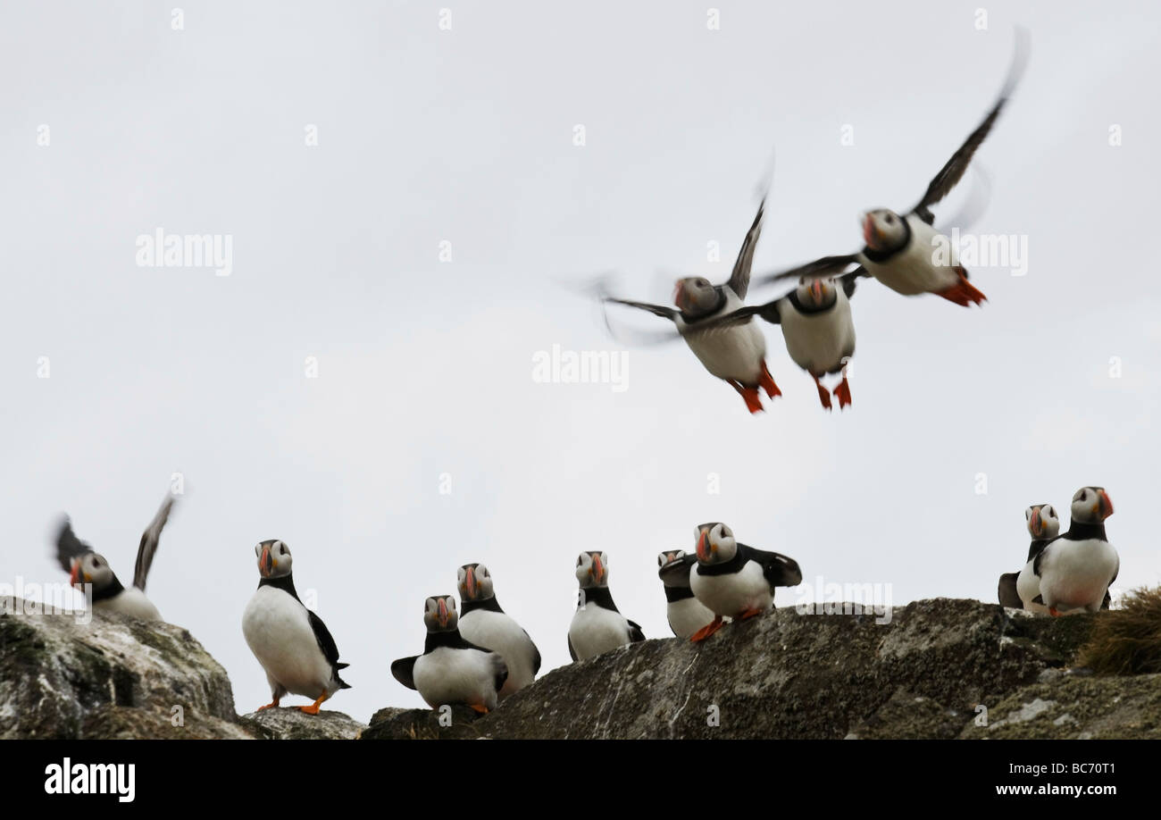 three puffins in-flight and other sitting on the edge of the cliff ...