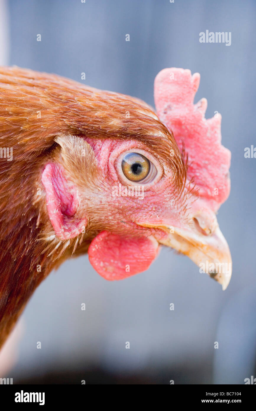Head of a live hen Stock Photo - Alamy