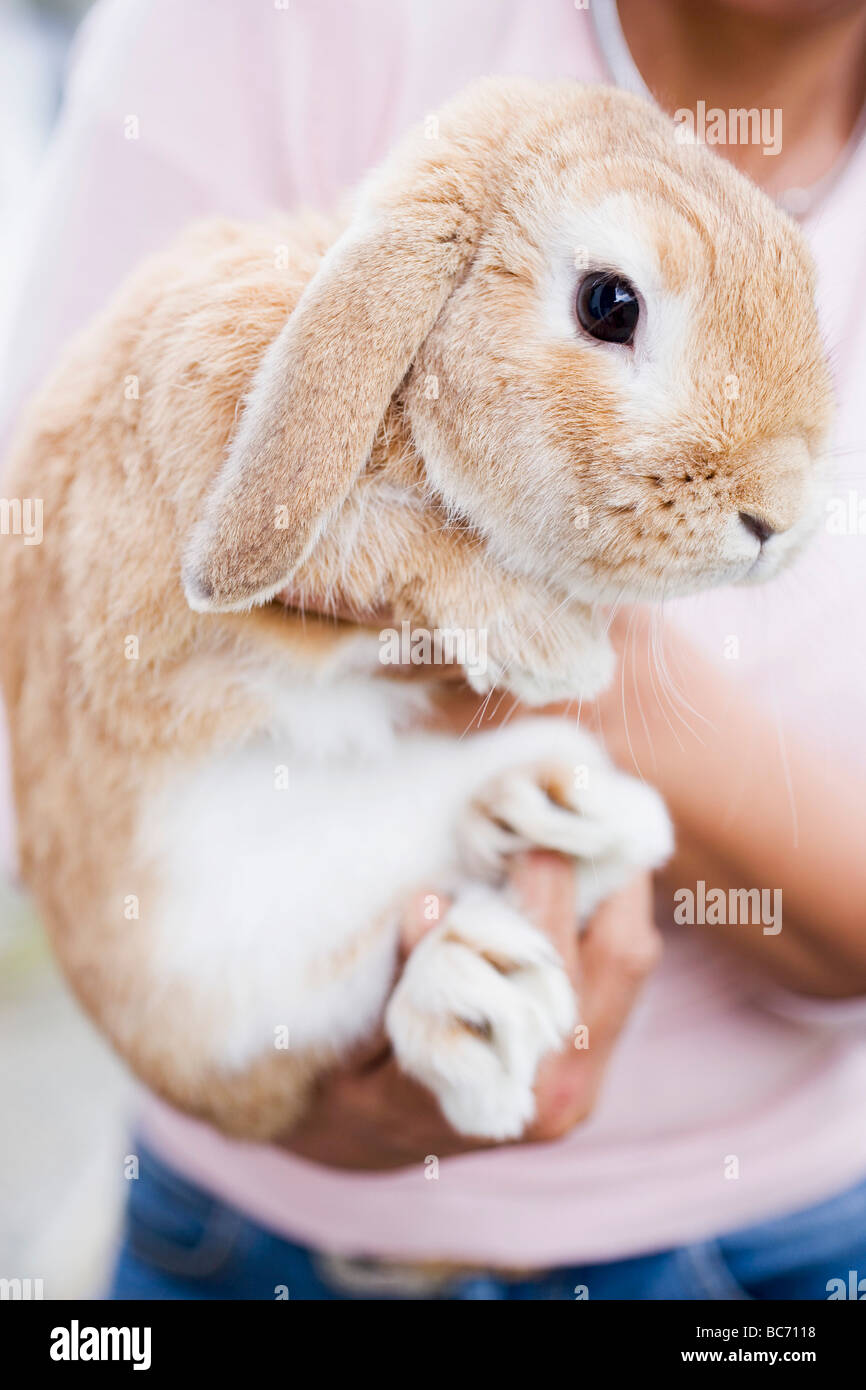 Rabbit royalty hi-res stock photography and images - Alamy